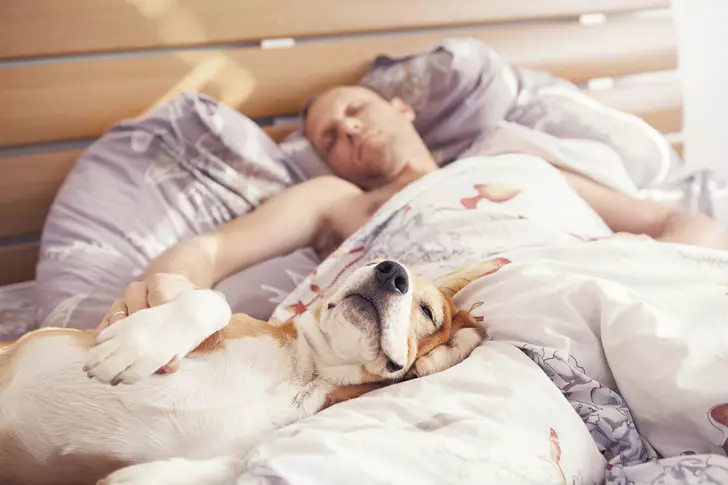 Foto №1 - Huisdieren Slaap goed voor de menselijke gezondheid