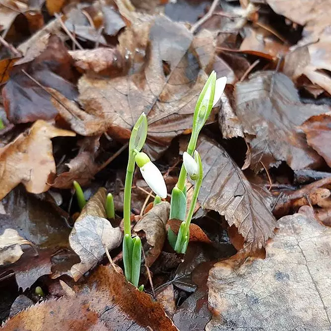 Nambari ya picha 1 - Snowdrops ilipandwa huko Moscow huko Moscow