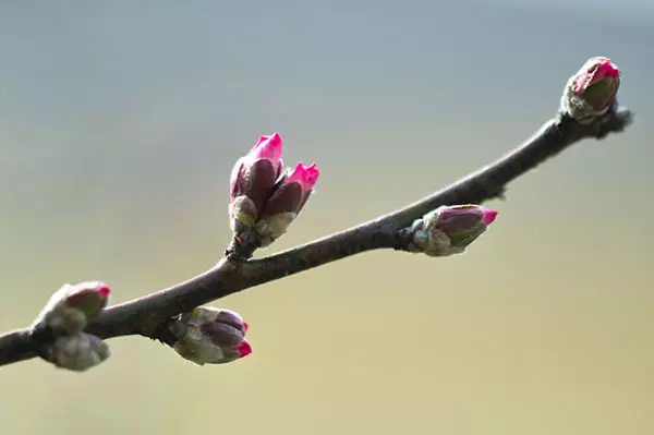 Foto №6 - Japan na een catastrofe