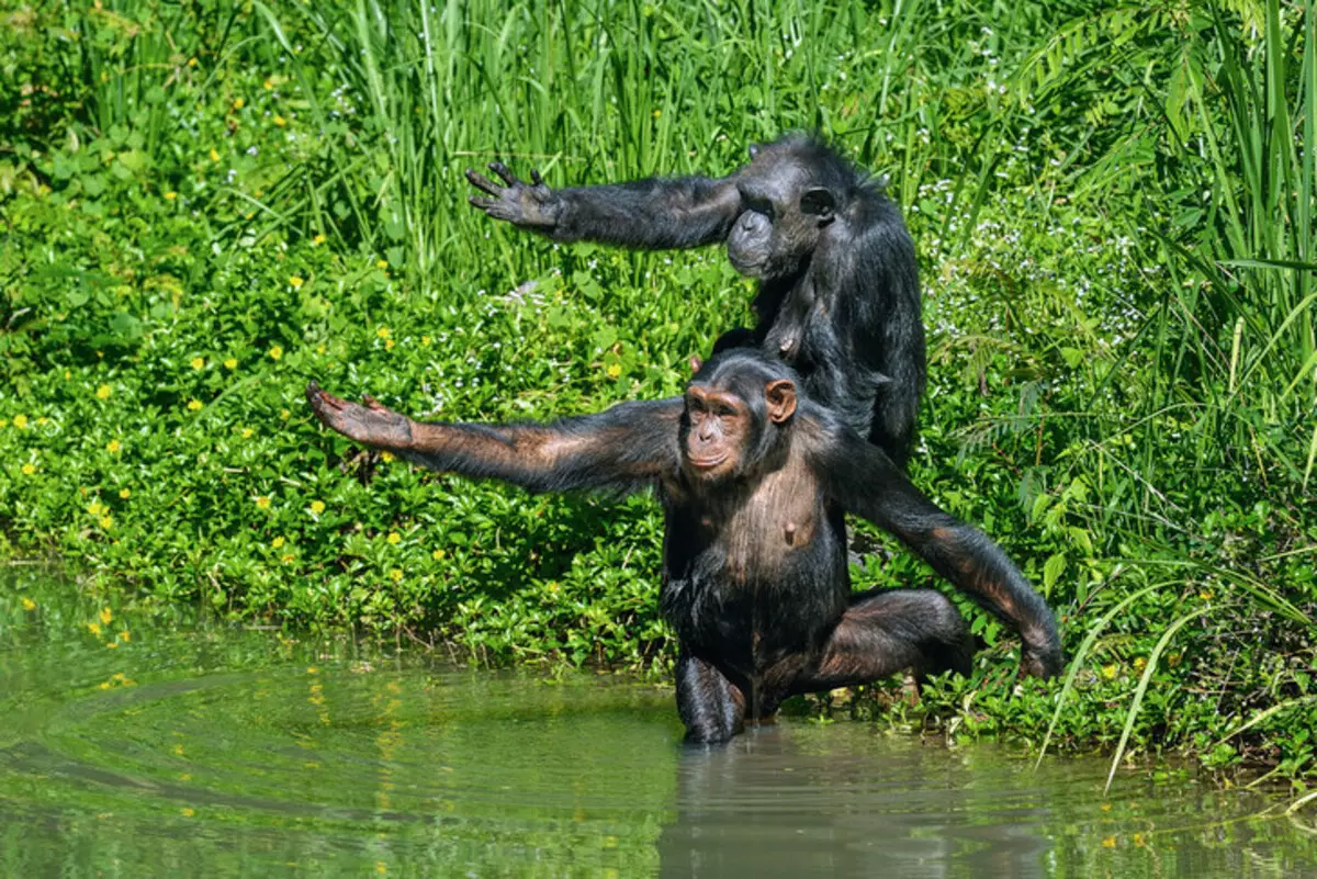 Photo Numéro 1 - Voyage aidé Chimpanzee Evolution
