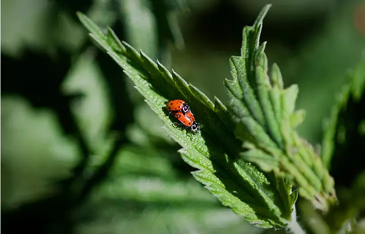 Фото №1 - Финлянд оросоос үерт автсан ladybugs