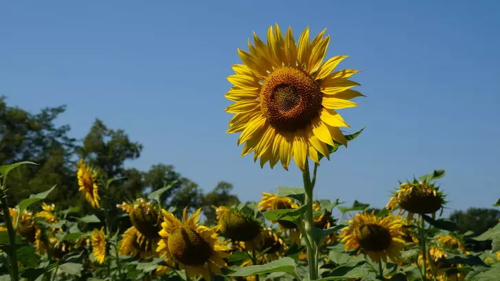 Foto №1 - Els científics van explicar per què els gira-sols es tornen al sol