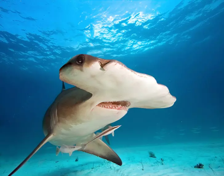 Nuotrauka №1 - mokslininkai paaiškino, kodėl milžiniškas ryklių plaktukas plaukia ant šono