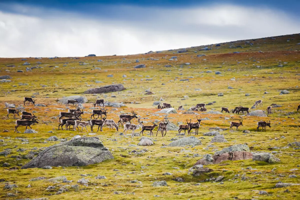 Foto numurs 1 - 323 Deer nomira Norvēģijā no rāvējslēdzēja ietekmes