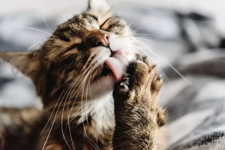 Foto №1 - Cientistas disseram como fazer gatos domésticos mais felizes