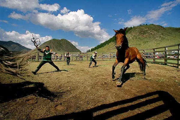Photo №6 - Wild Heart: Altai rodeo titkai