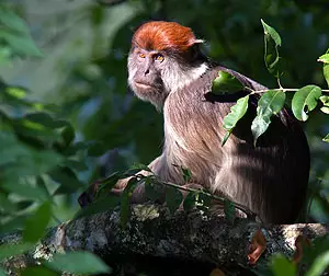 Hình ảnh №9 - Sự hy sinh đẳng tốc: Pygmy Bambouti