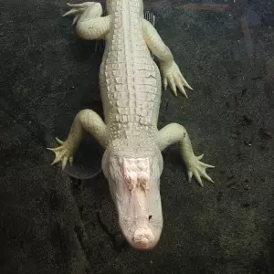 Foto number 1 - Alligaatorid puudusid Brasiilias