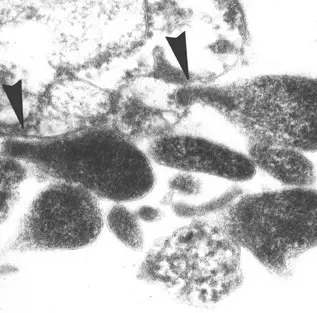 Chithunzi №1 - Munthu adapanga bacterium