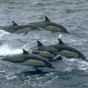 Foto №1 - Dolphins izumrijeti
