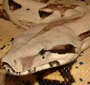 Ama-pythons maqondana namaphoyisa