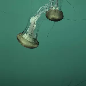 Снимка №1 - Волга набор медузи