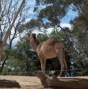 Foto №1 - Caça para camelos vai substituir a maconha