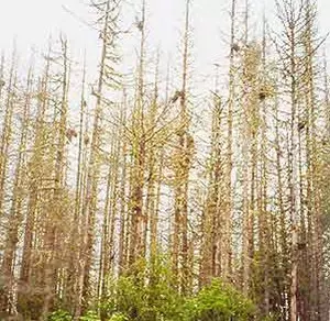 Φωτογραφία №1 - οι Κινέζοι θα στερήσουν τη Ρωσία του δάσους