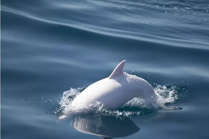 ဓာတ်ပုံနံပါတ် 1 - ပင်လယ်နက်တွင်ရှားပါးသော Dolphin Albino ကိုသတိပြုမိသည်