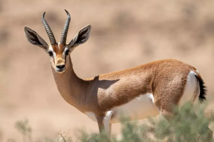 নম্বর ফটো 1 - Gazellers অত্যাধিক আফ্রিকান রিজার্ভ নিহত