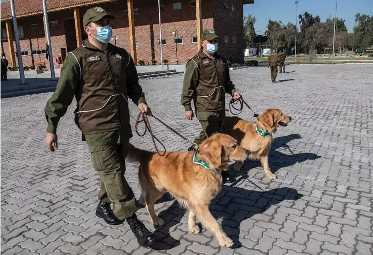 Fotografija №1 - Čileanska policija uči pse kako bi pronašli COVID-19