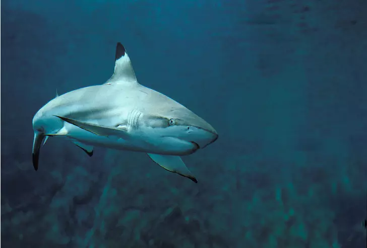 Photo №1 - defenseless predators: as half of the shark of the Mediterranean turned out to be threatened with disappearance