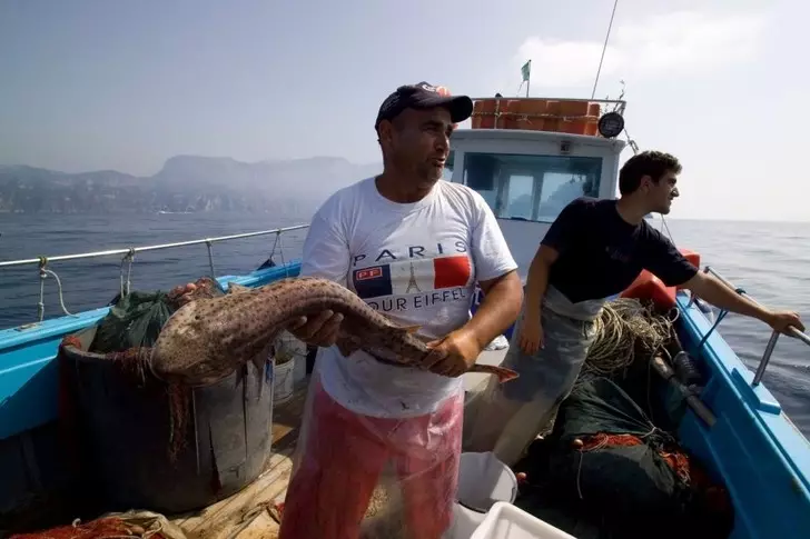 Foto número 2 - Predadores indefesos: como metade do tubarão do Mediterrâneo acabou por ser ameaçado de desaparecimento