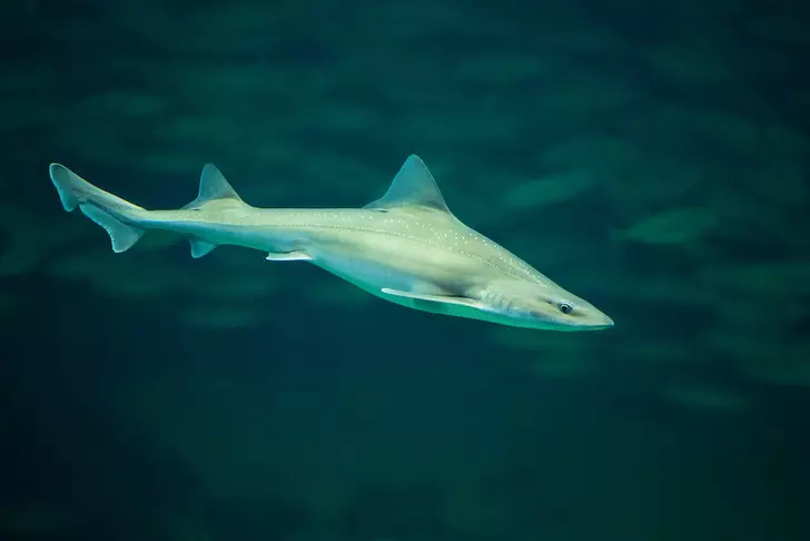 Photo number 4 - defenseless predators: As half of the shark of the Mediterranean, it was threatened with disappearance