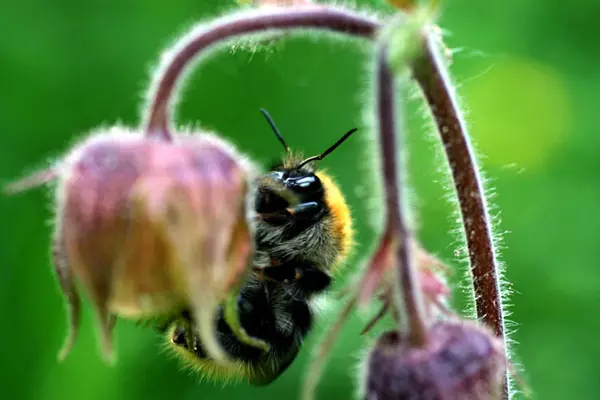 Fotoğraf №3 - anomalous ısı veya yüzme ile