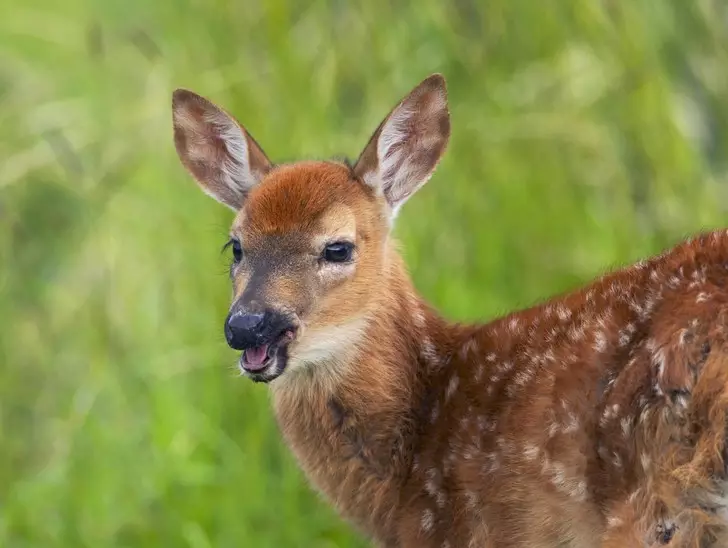 Sa US, nakita ni Deer ang mga antibodies sa Coronavirus