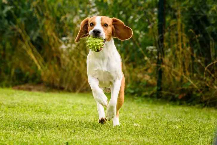 Foto №1 - Dierenartsen raden aan het beperken van wandelingen met honden in de hitte