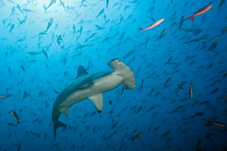 Foto №1 - animais marinhos podem superar milhares de quilômetros em busca de frieza