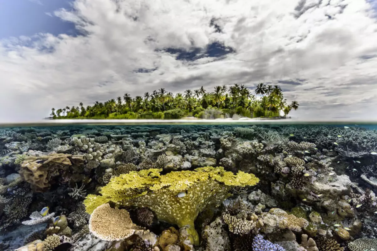 Llun №1 - Gwarchodaeth Genedlaethol: Jyngl Cerrig yn Maldives