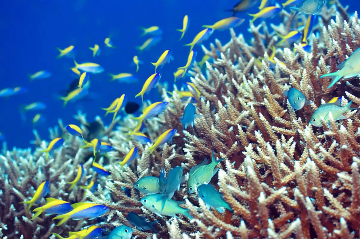 Picture №3 - National Towns: Stone Jungle in Maldives