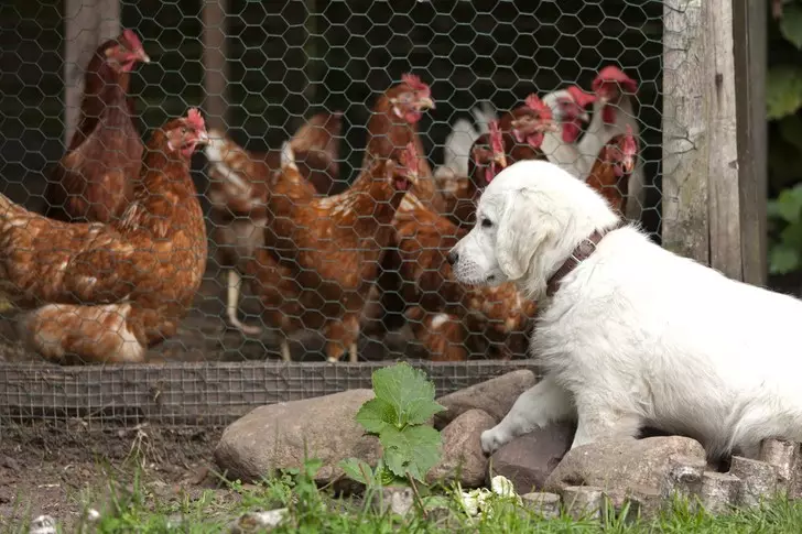 Photo №1 - Domesting a réduit les poulets cérébraux