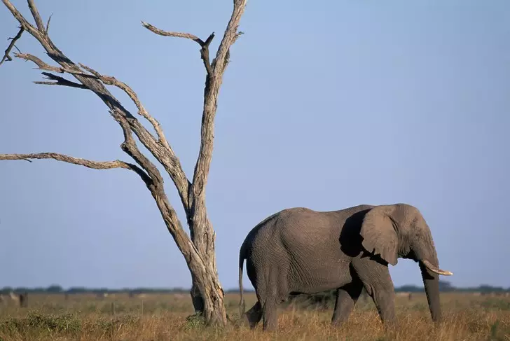 Zdjęcie №1 - zwane powodem masowej śmierci słoni w Botswana