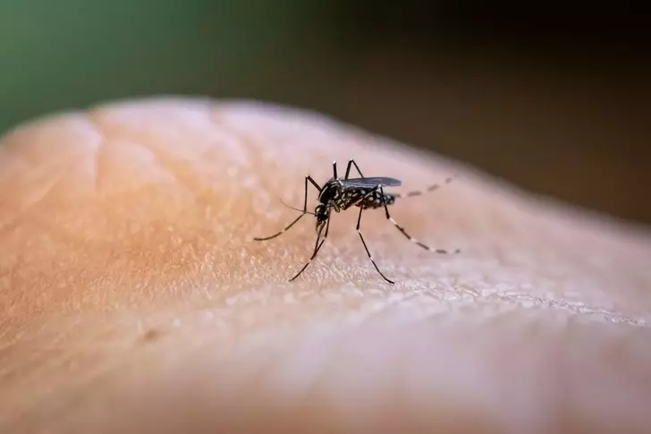 Ảnh số 1 - Virus muỗi có thể kích động đột quỵ