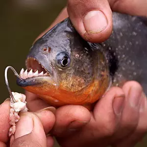 Fotoğraf №1 - Piranha rehabilite