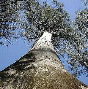 Larawan №1 - Nagsimula ang eucalyptus genome.