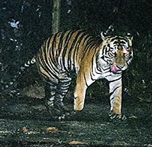 Photo №1 - Tříkový tygr detekovaný v Indonésii