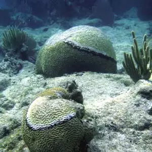 Фото №1 - убиец корали отсечени со нож