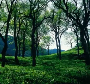 Fotografija №1 - 150-metrska planina je šla pod zemljo v Indiji