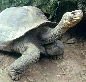 Photo nambala 1 - Galápagos lingafikire alendo