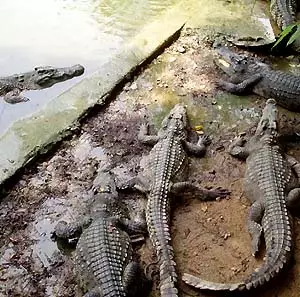 Australischer Viehzüchter 6 Nächte gespeicherte Krokodile auf einem Baum 44775_1