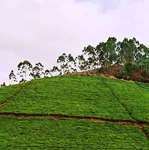 புகைப்படம் №1 - தொல்பொருள் ஆராய்ச்சியாளர்கள் பண்டைய மாயா துறையில் கண்டுபிடிக்கப்பட்டது