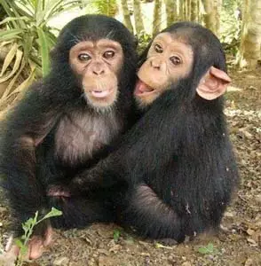 Foto №1 - chimpanzé roubar por amor