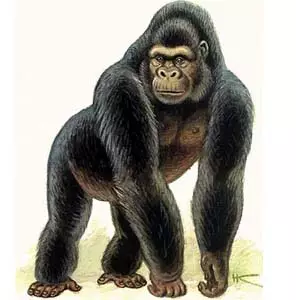 Fotografija №1 - gorile so na robu izumrtja
