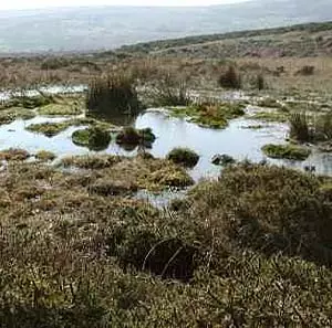 FOTO NUMMER 1 - In âlde swamp hat ynfloed op it klimaat