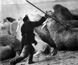 फोटो №2 - walruses आउनेछ फिर्ता