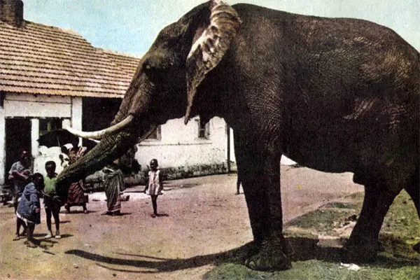 Foto №1 - di mana gajah belajar