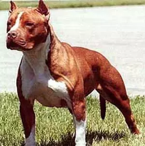 Dziewczyna klubu Pit Bull Terrier