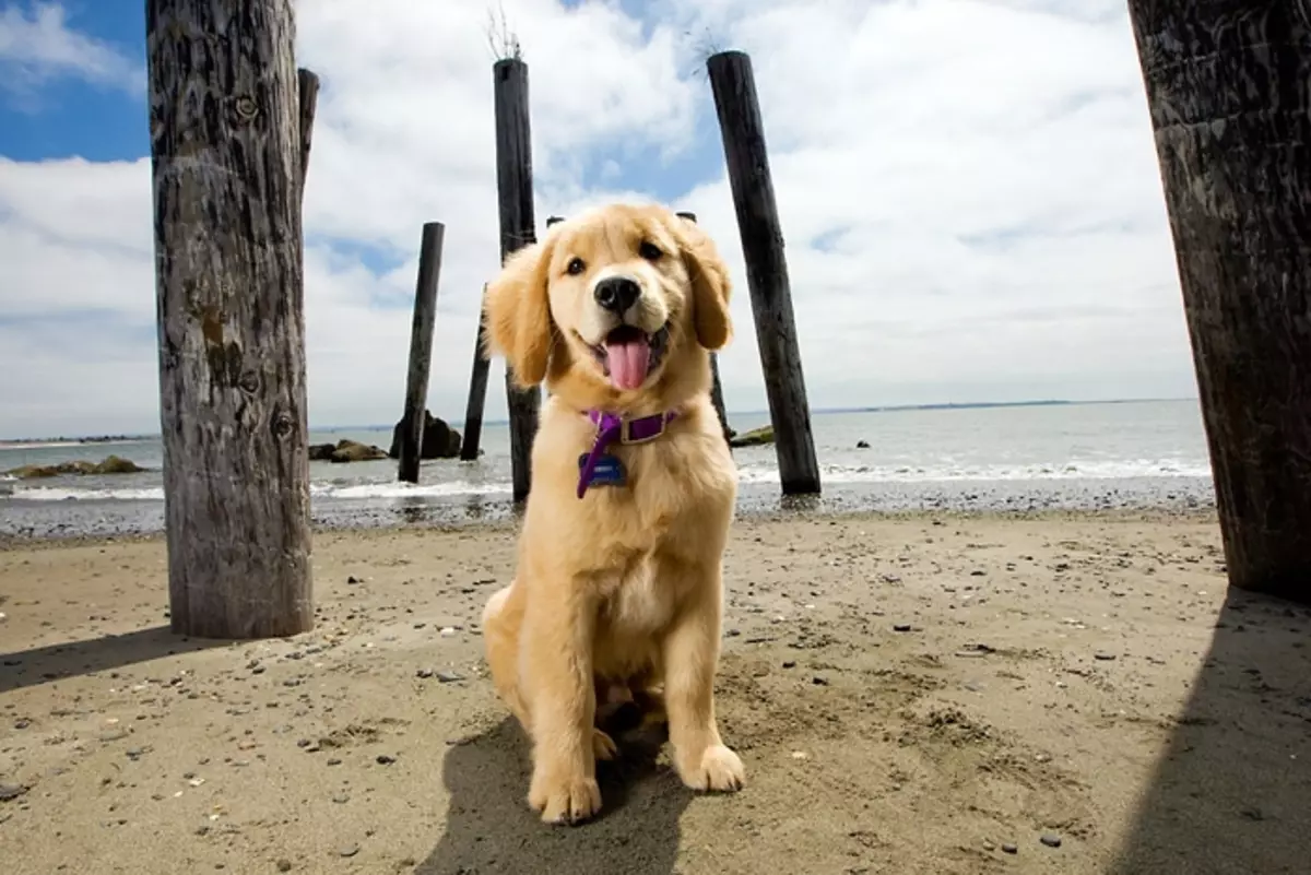 Numărul fotografiei 1 - În SUA, a fost creat un guler smartphone pentru câini
