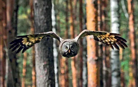 购买会议：俄罗斯鸟类在相机镜头