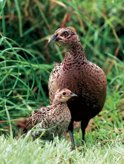 Foto №4 - Golden Cockerel Eurasien